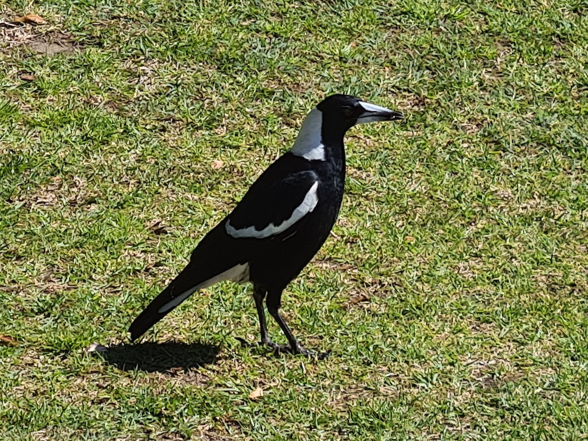 eBird Checklist - 6 Sep 2023 - Royal Botanic Gardens (Sydney) - 19 species