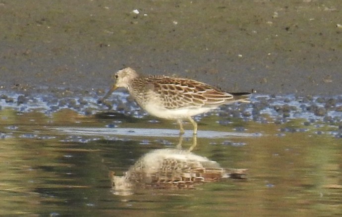 eBird Checklist - 6 Sep 2023 - East Donegal Riverfront Park - 4 species