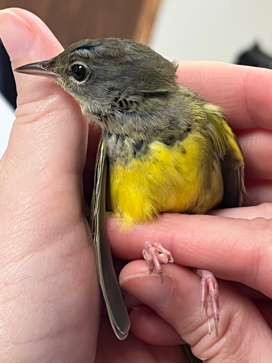 eBird Checklist - 18 Aug 2023 - Carpenter Nature Center - 8 species (+1 ...