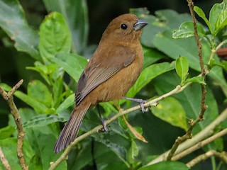 Blue Seedeater - eBird