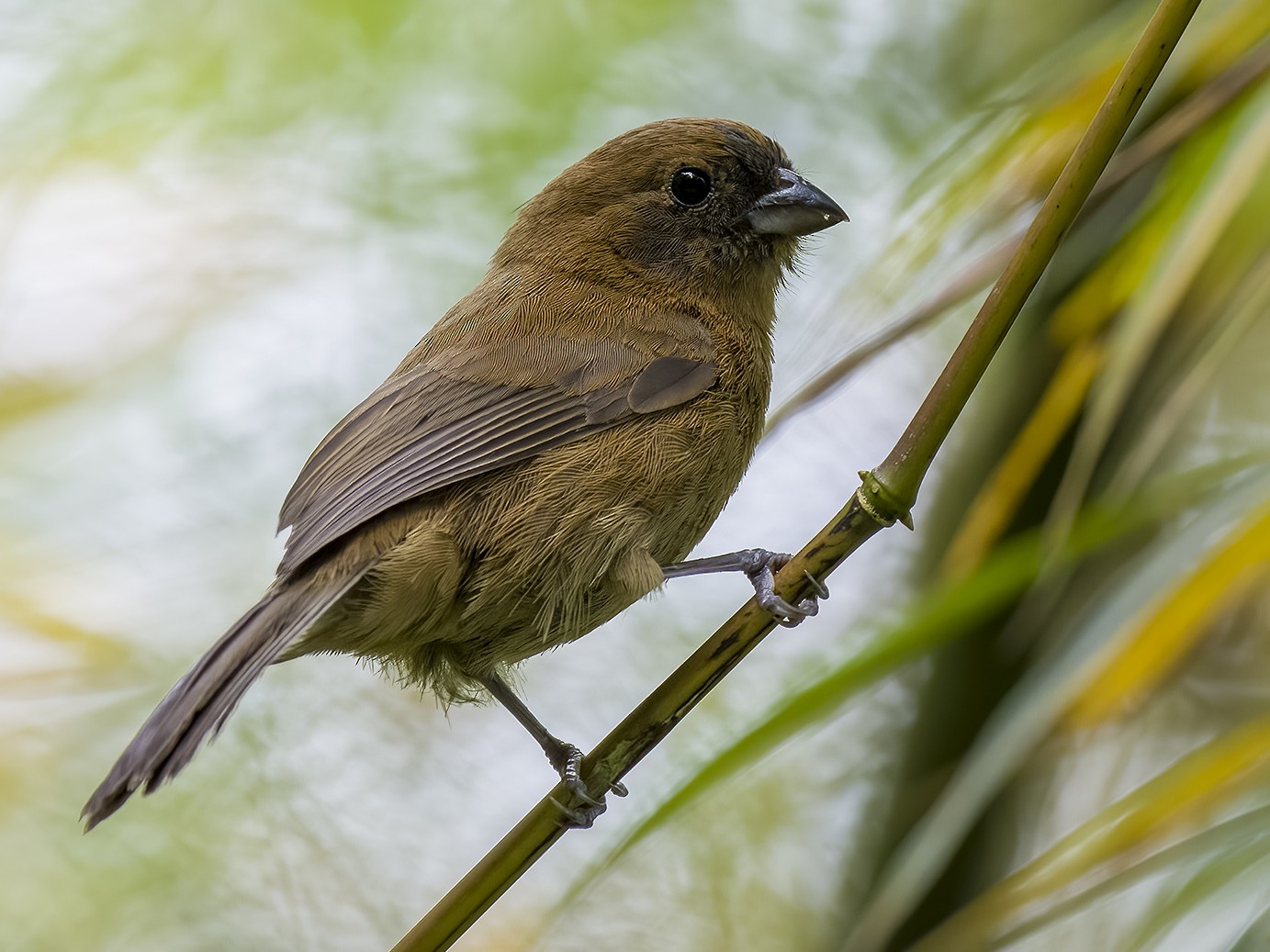 Blue Seedeater - eBird