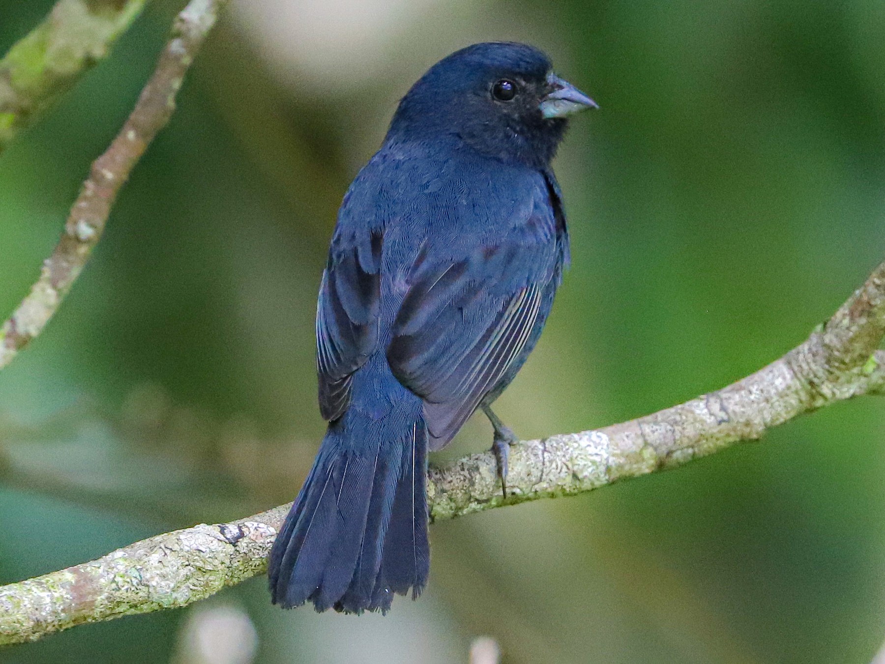 Blue Seedeater - eBird