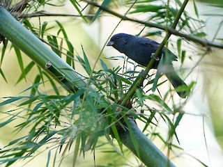Blue Seedeater - eBird