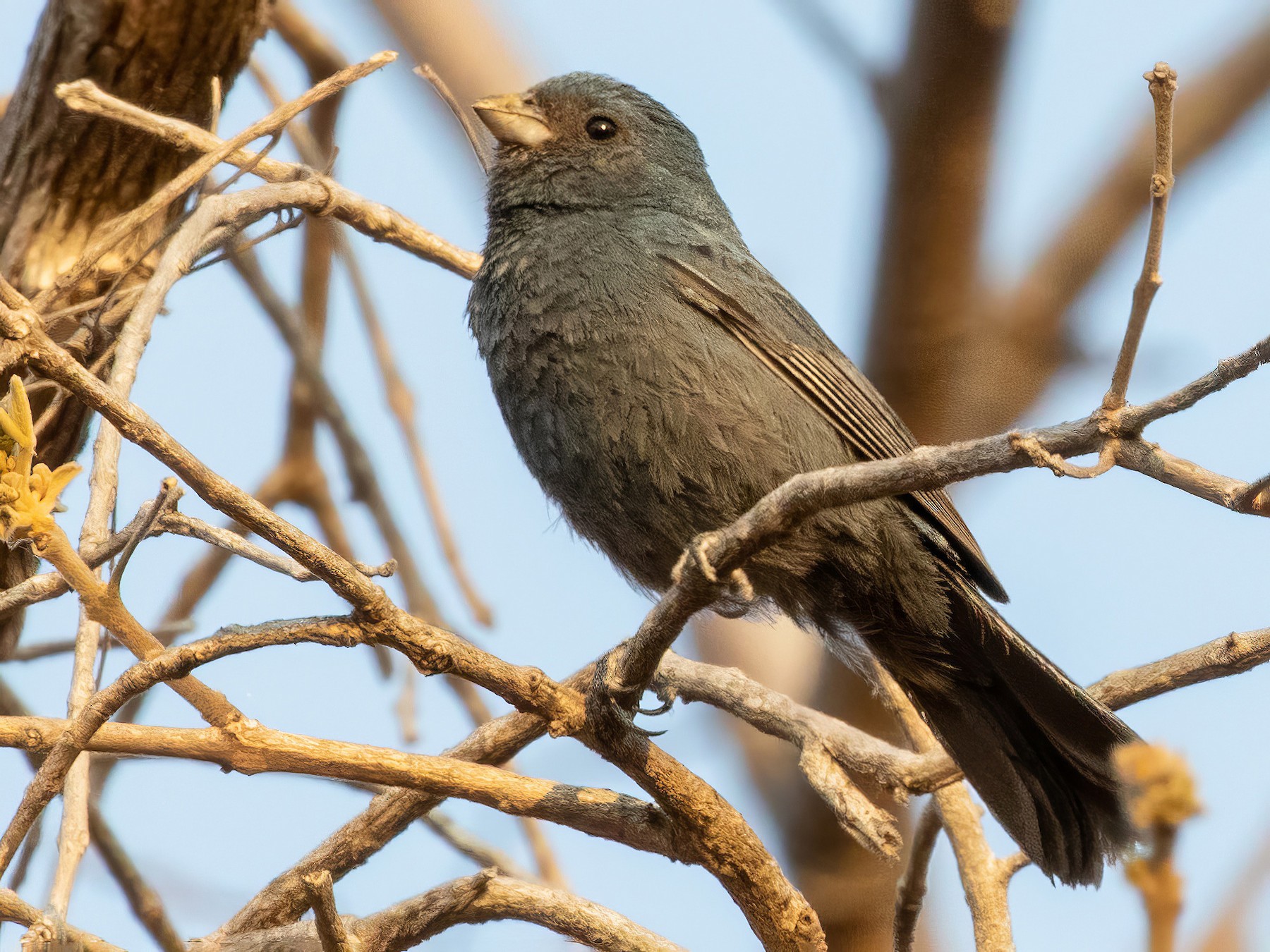 Espiguero Azul - eBird