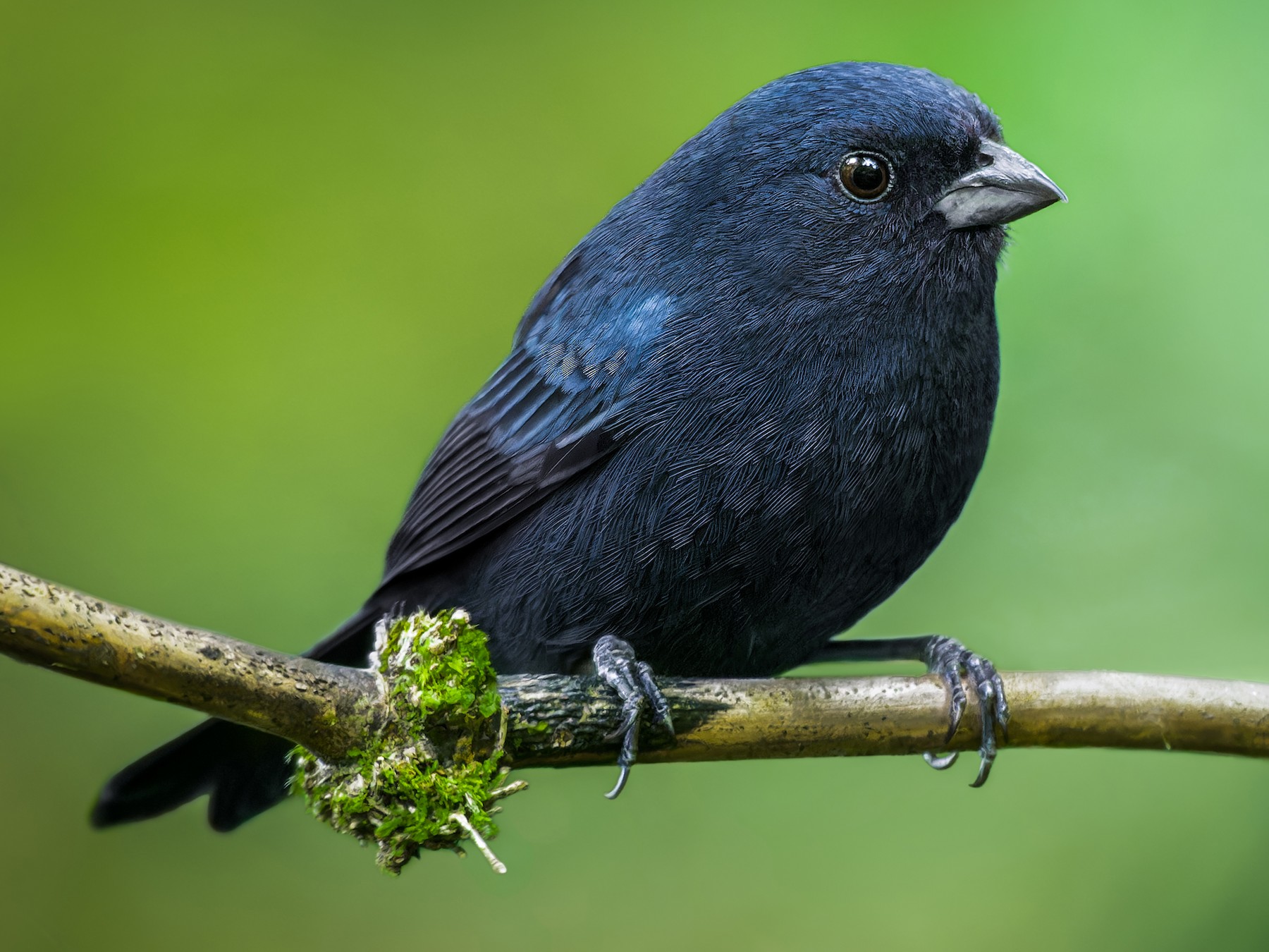 Semillero Azul - eBird