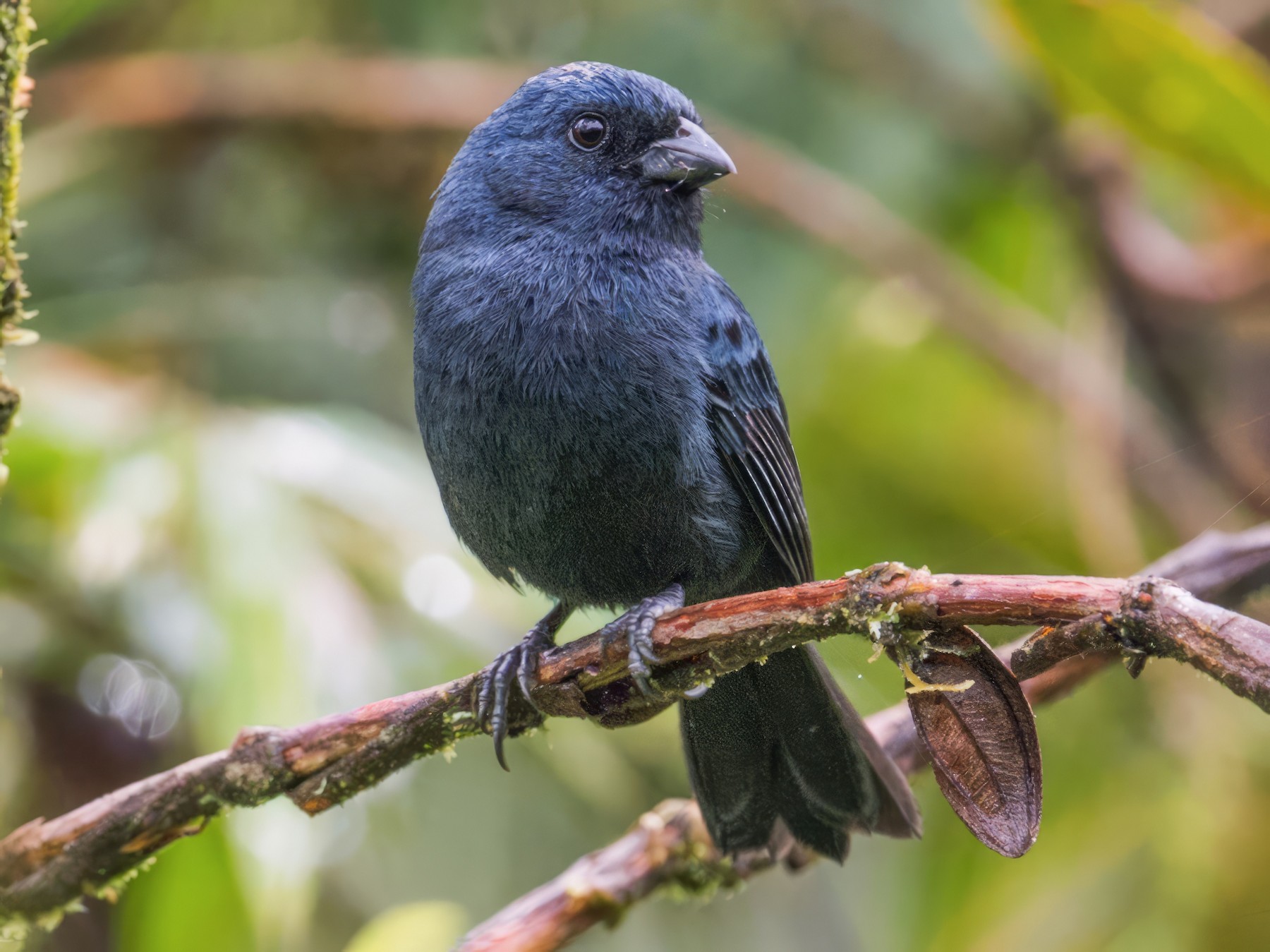 Semillero ecuatoriano - eBird