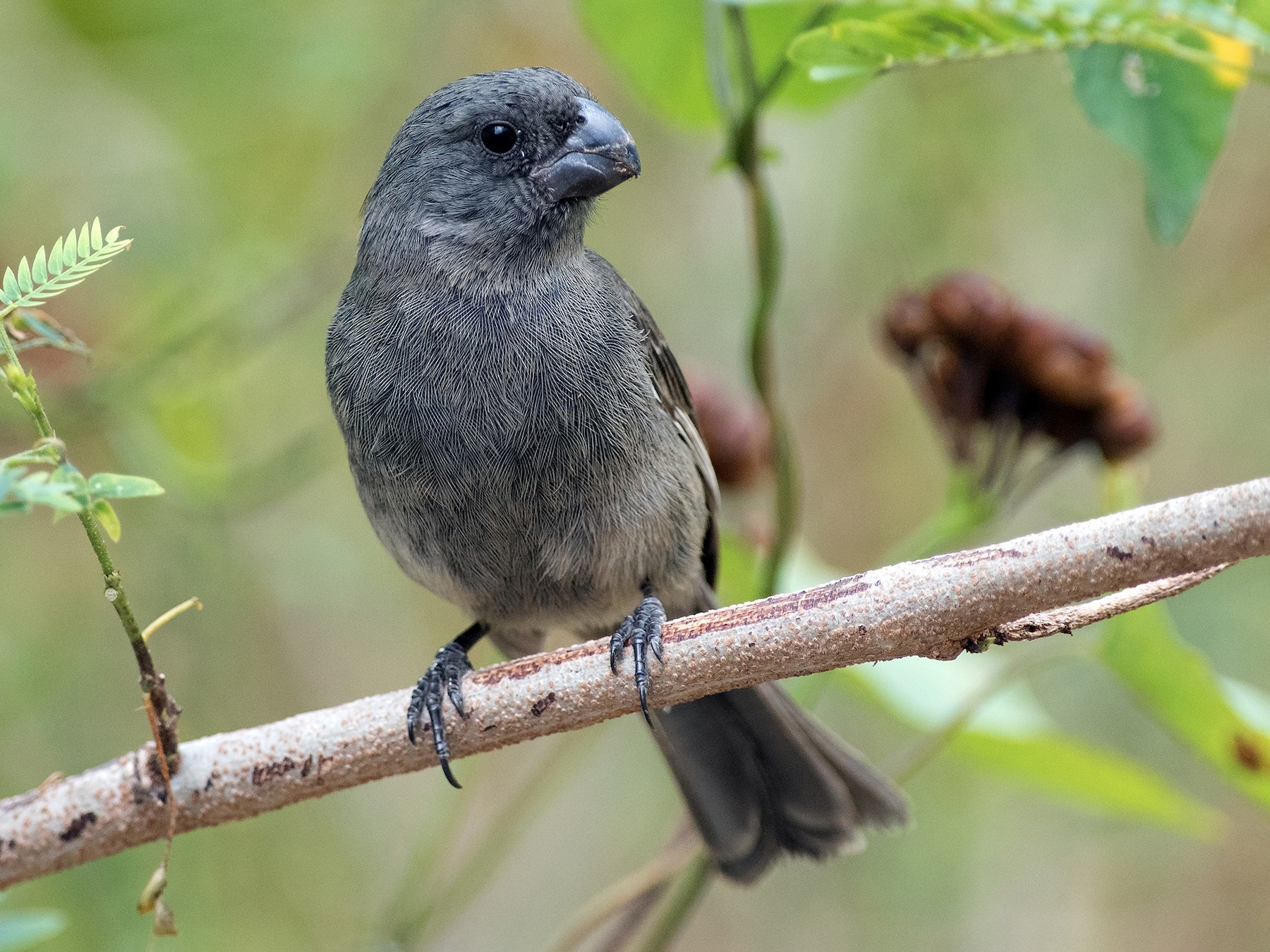 Grand Cayman Bullfinch - eBird
