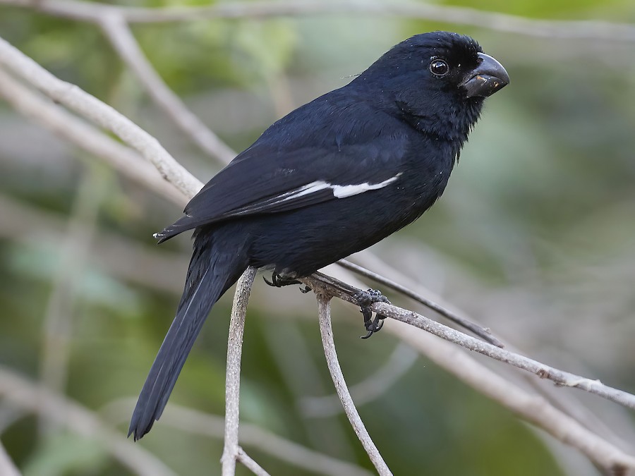 Cuban Bullfinch - eBird