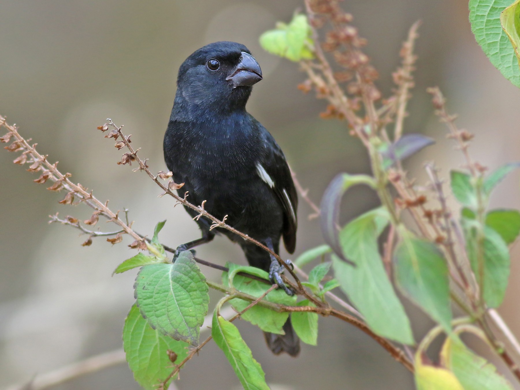 Cuban Bullfinch - eBird