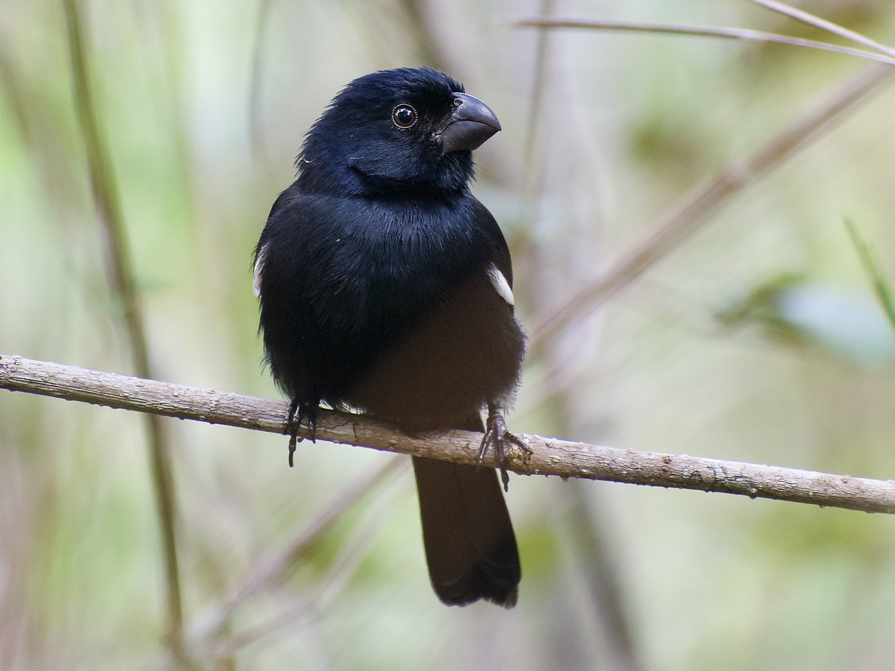 Semillero negrito - eBird