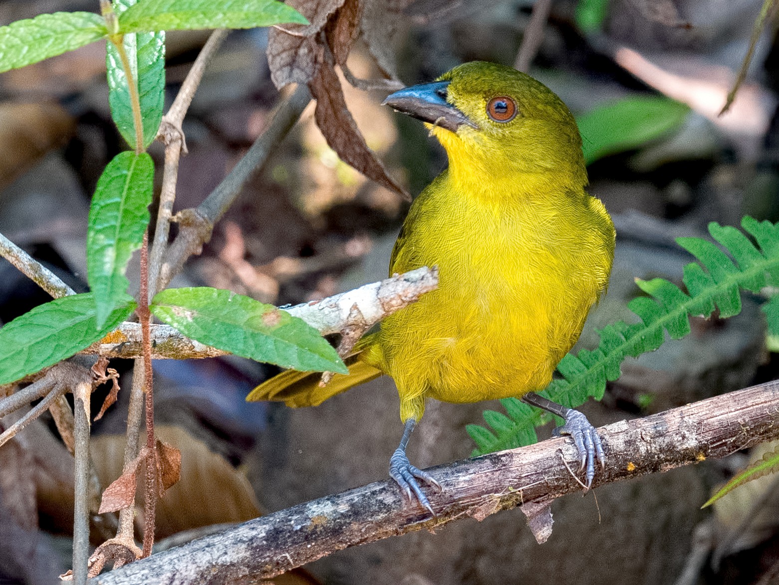 Yellow-lored Tanager - eBird