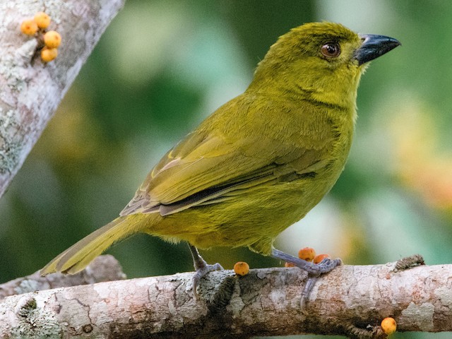 Photos - Yellow-lored Tanager - Chlorothraupis frenata - Birds of the World