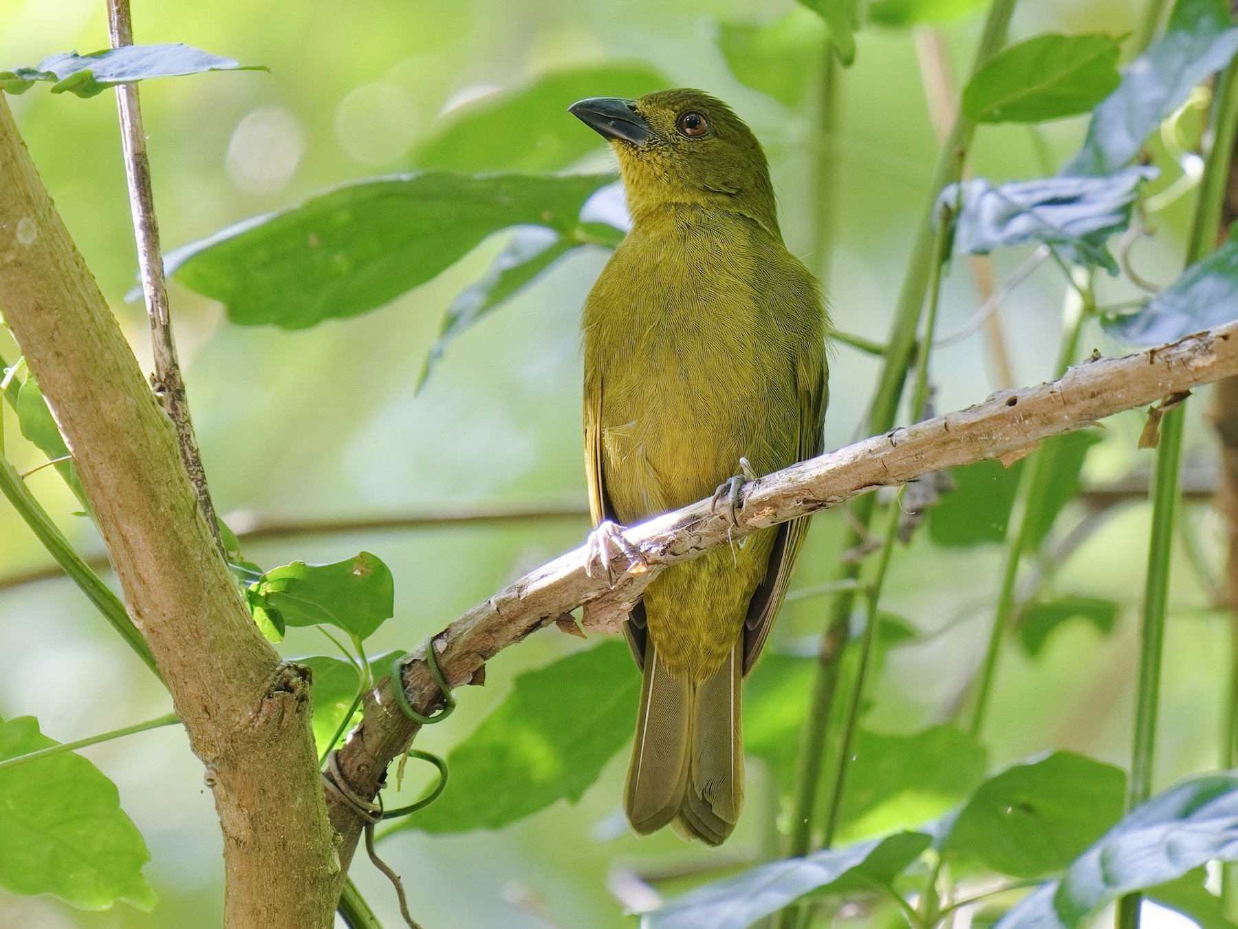 Yellow-lored Tanager - eBird
