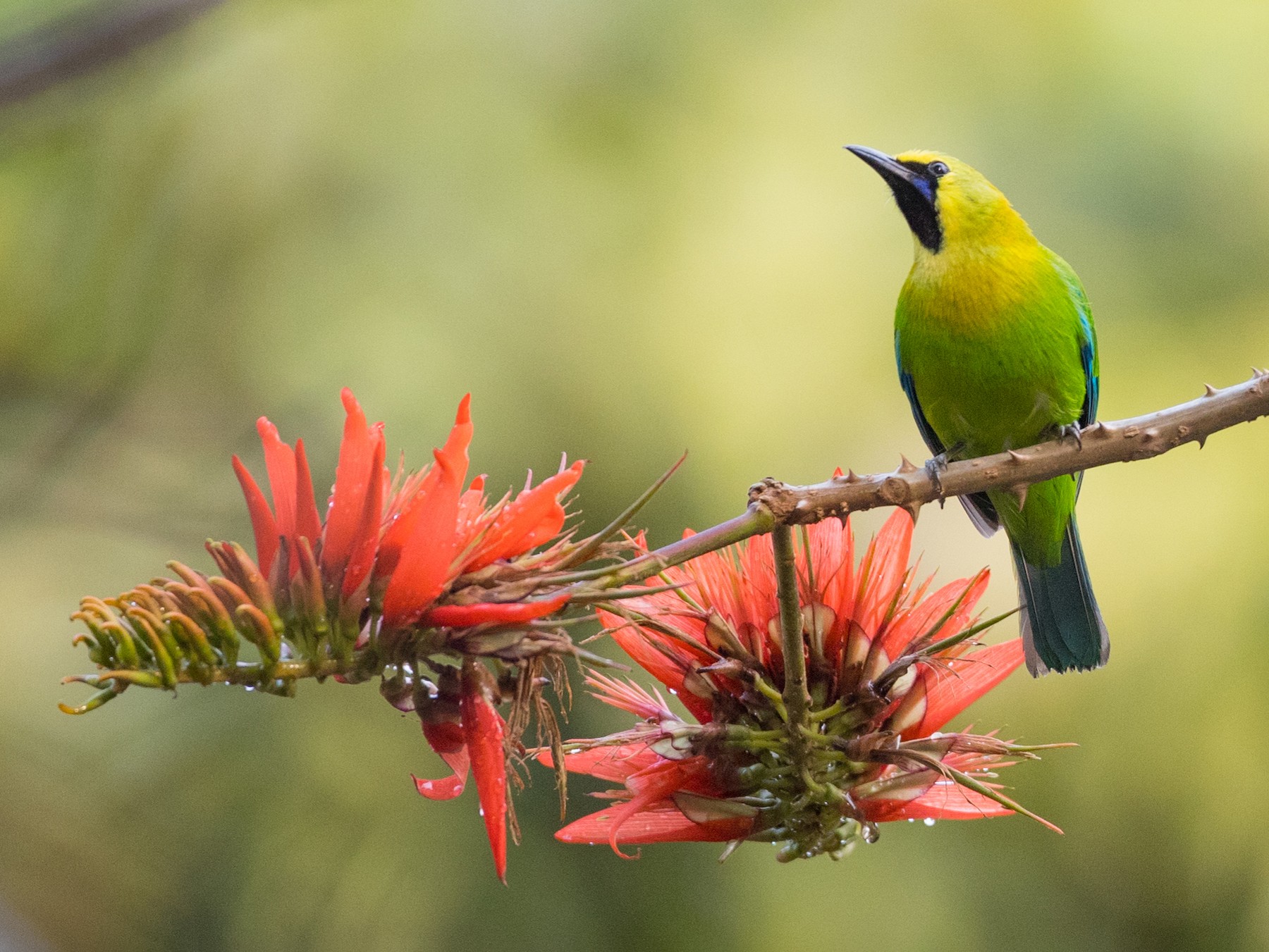 Blue-winged Leafbird - eBird