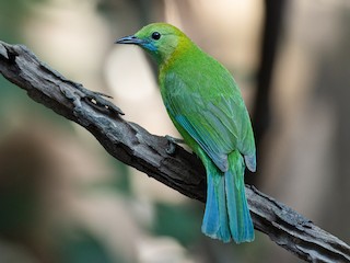 Blue-winged Leafbird - eBird