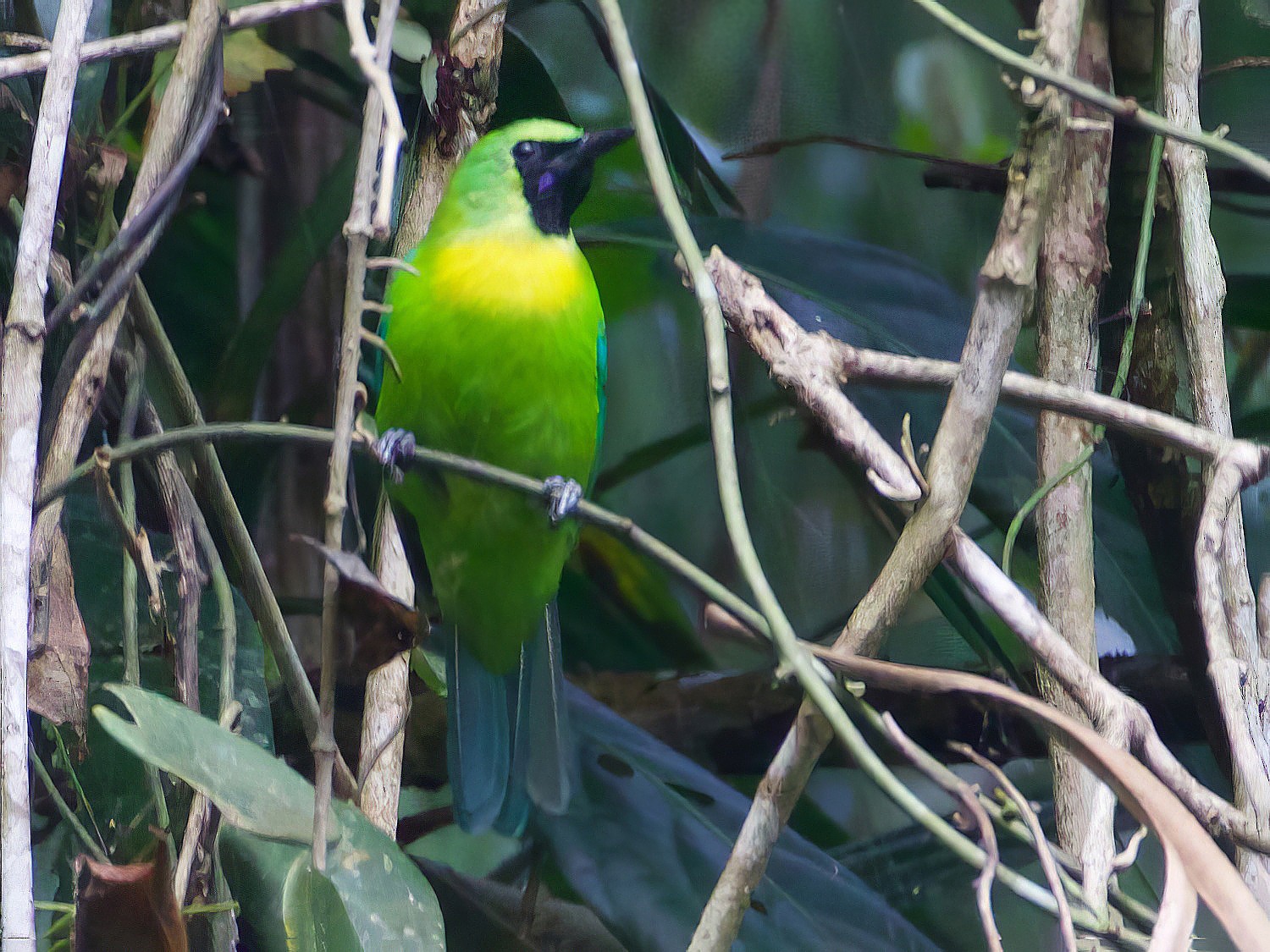 Verdín de Java - eBird