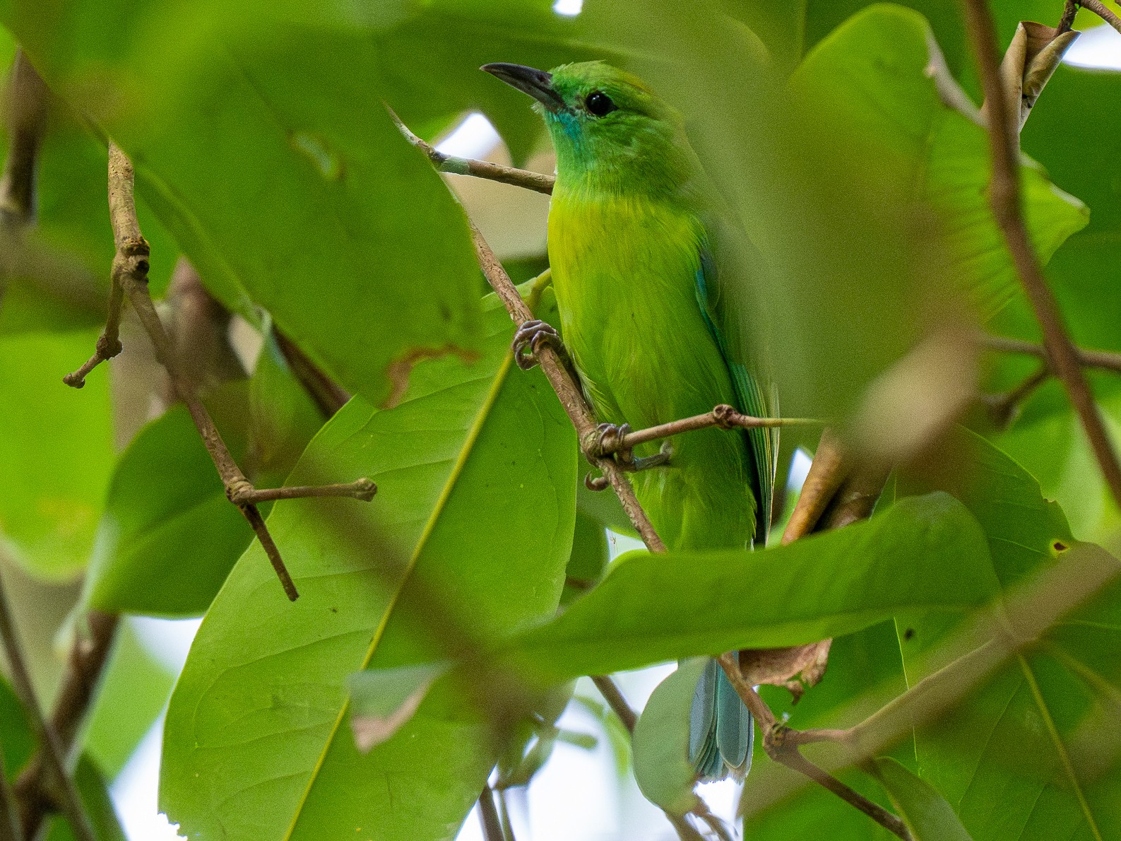 Javan Leafbird - eBird