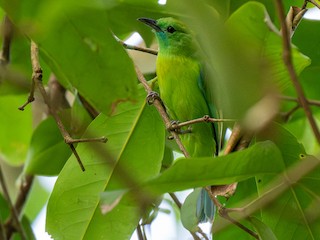 Javan Leafbird - eBird