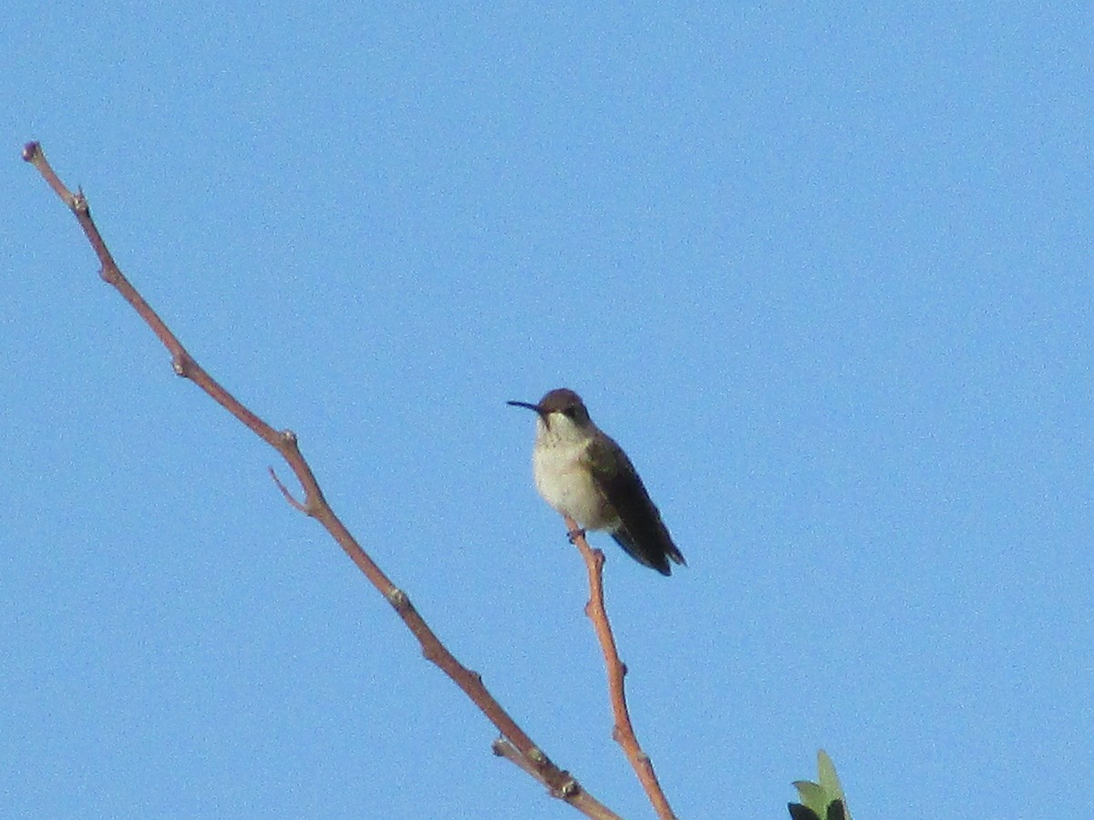 eBird Checklist - 5 Sep 2023 - Rocky Mountain Arsenal NWR - 62 species
