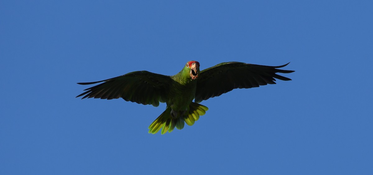 eBird Checklist - 6 Sep 2023 - Cedar Ave W. Parrot Roost, McAllen - 26 ...