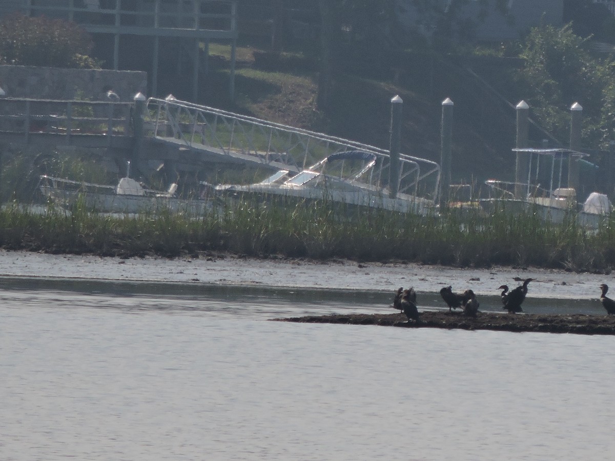 eBird Checklist - 6 Sep 2023 - Doug Rayner Wildlife Refuge at Nockum ...