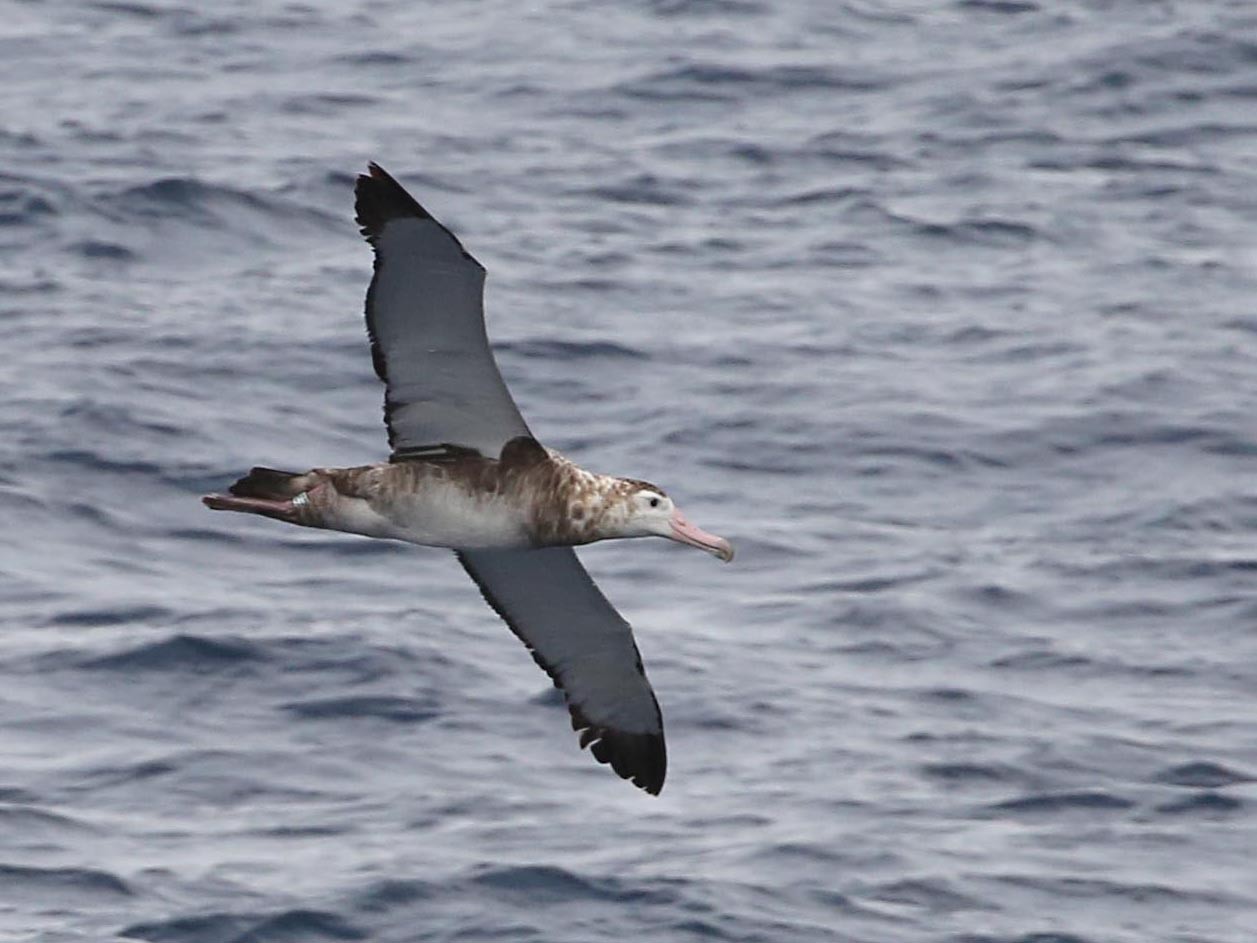 Amsterdam Albatross - eBird