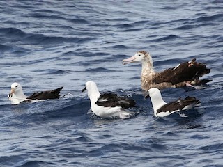 Amsterdam Albatross - eBird