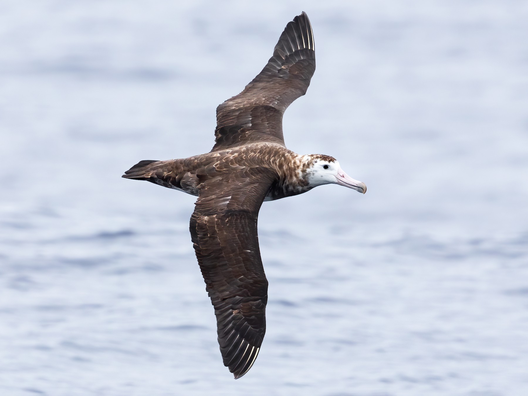ワタリアホウドリ（amsterdamensis） - eBird