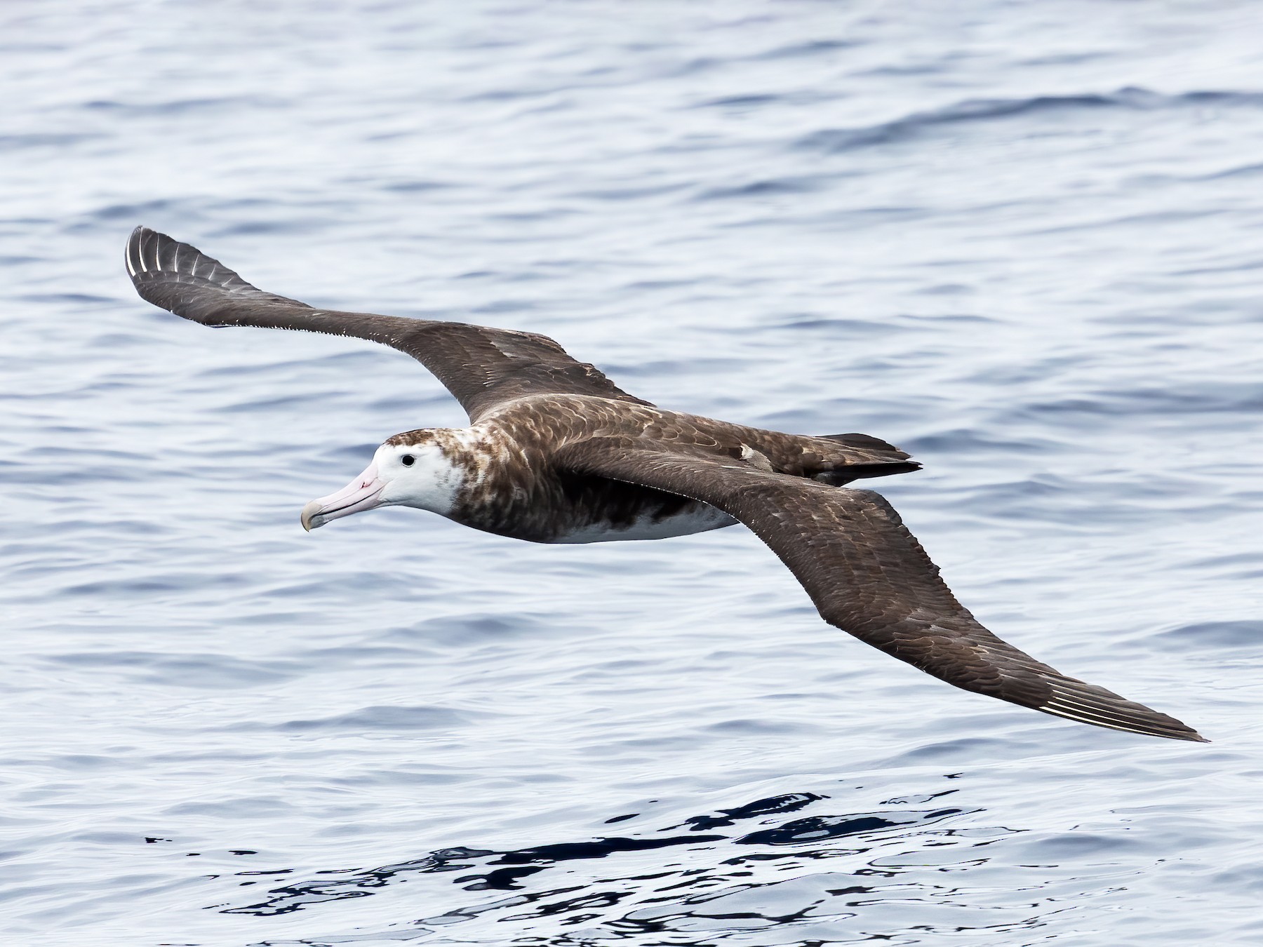 Amsterdam Albatross - eBird