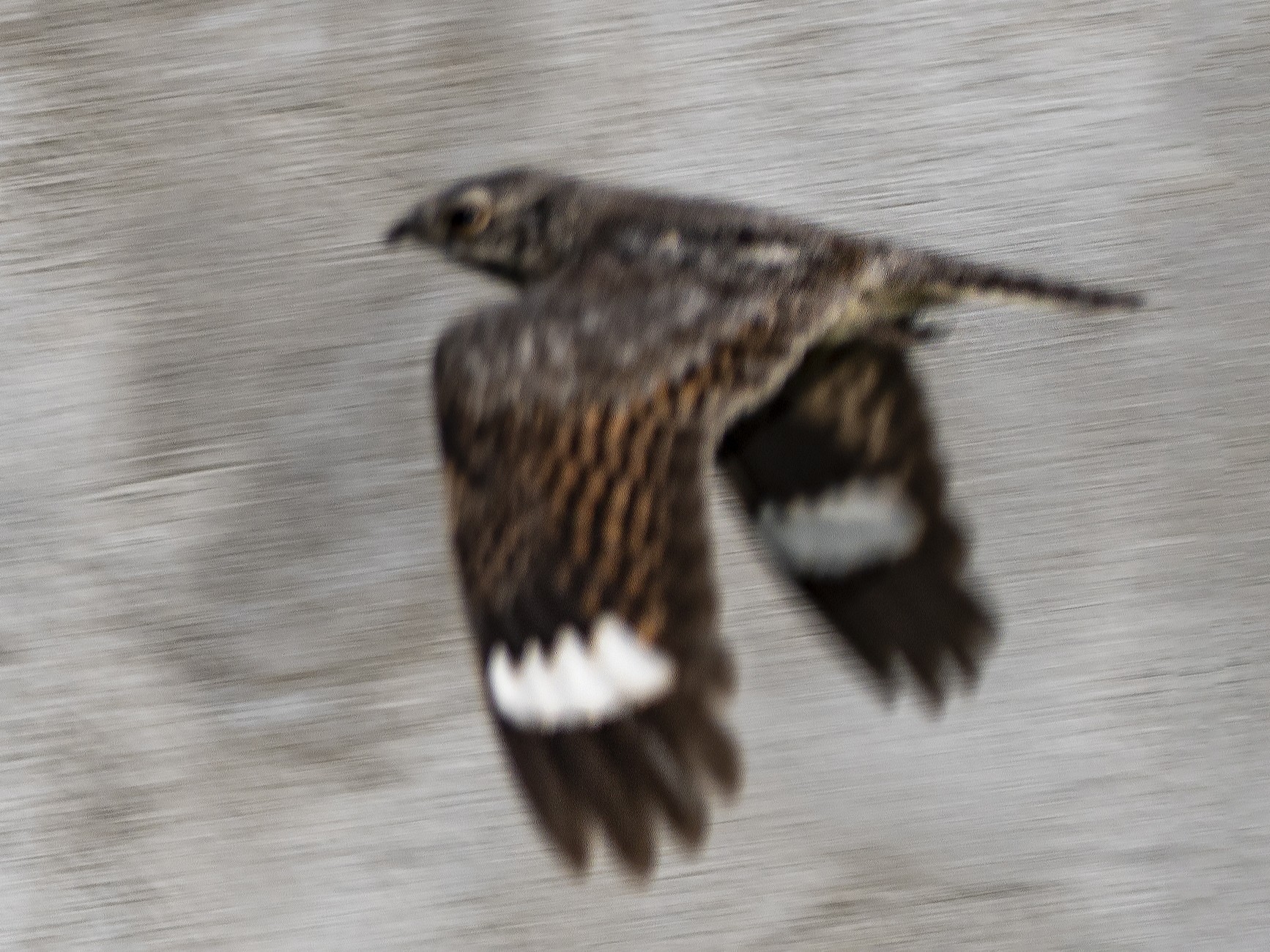 Chirruping Nightjar - eBird