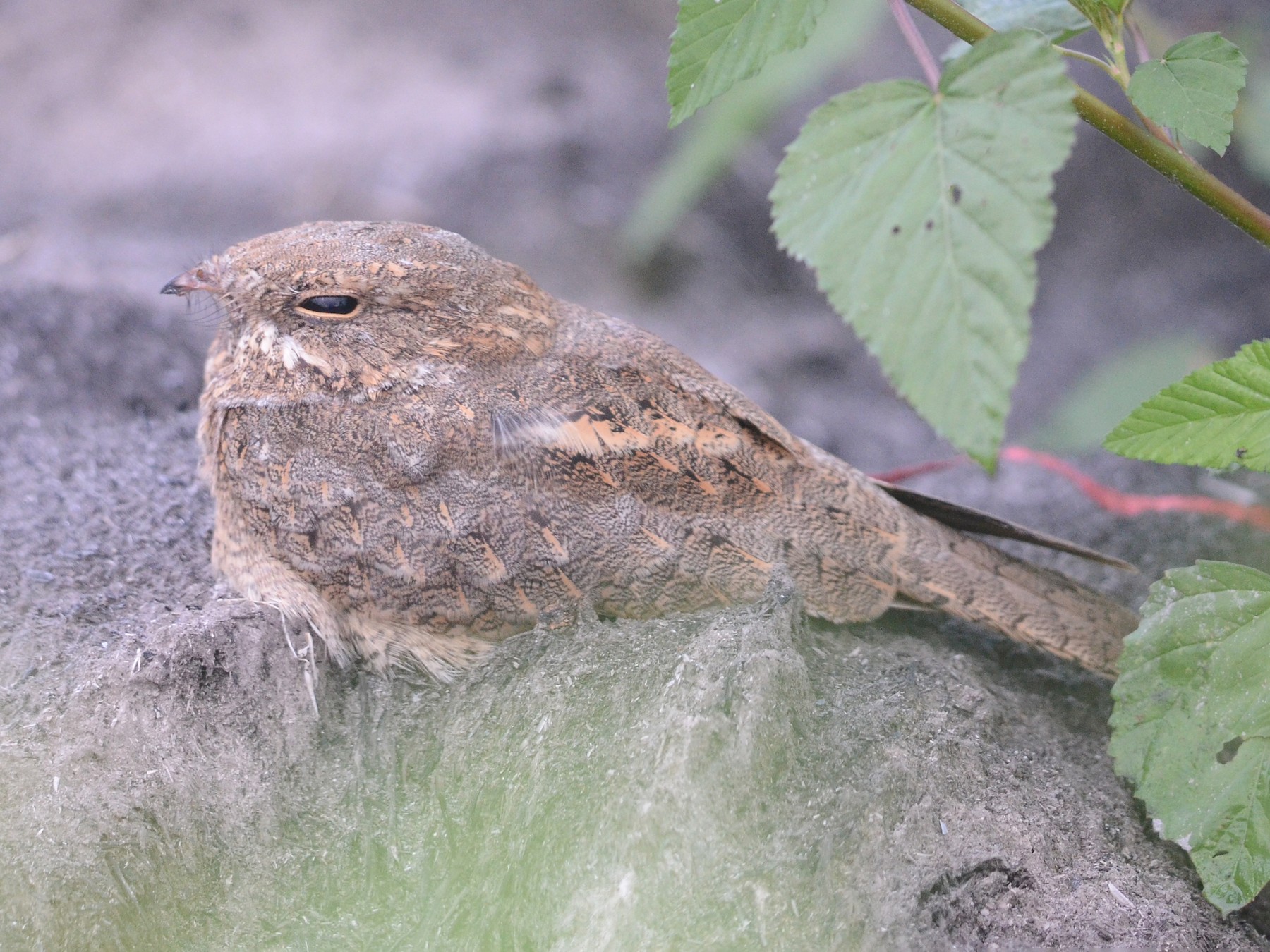 Chirruping Nightjar - eBird