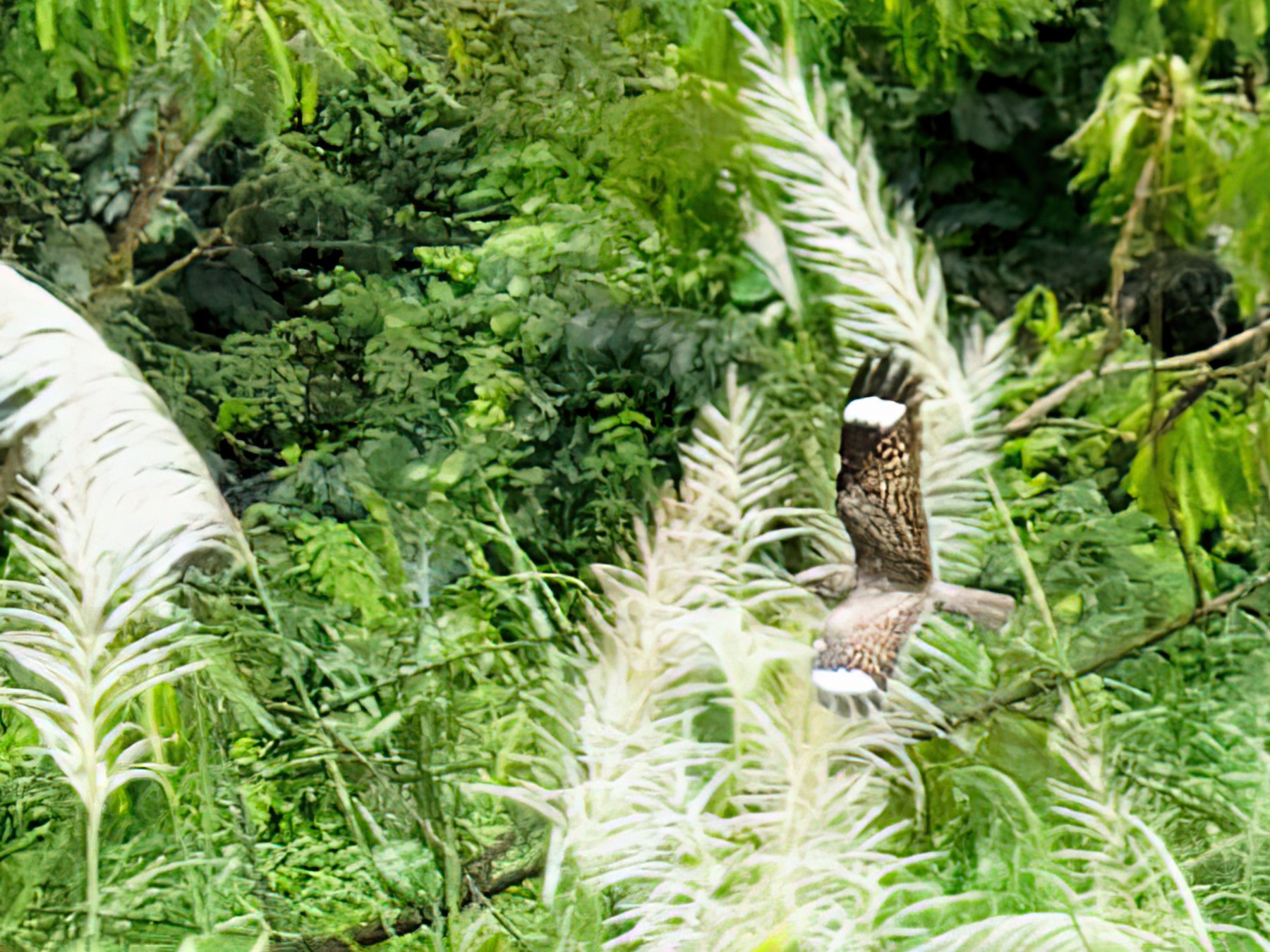 Chirruping Nightjar - eBird
