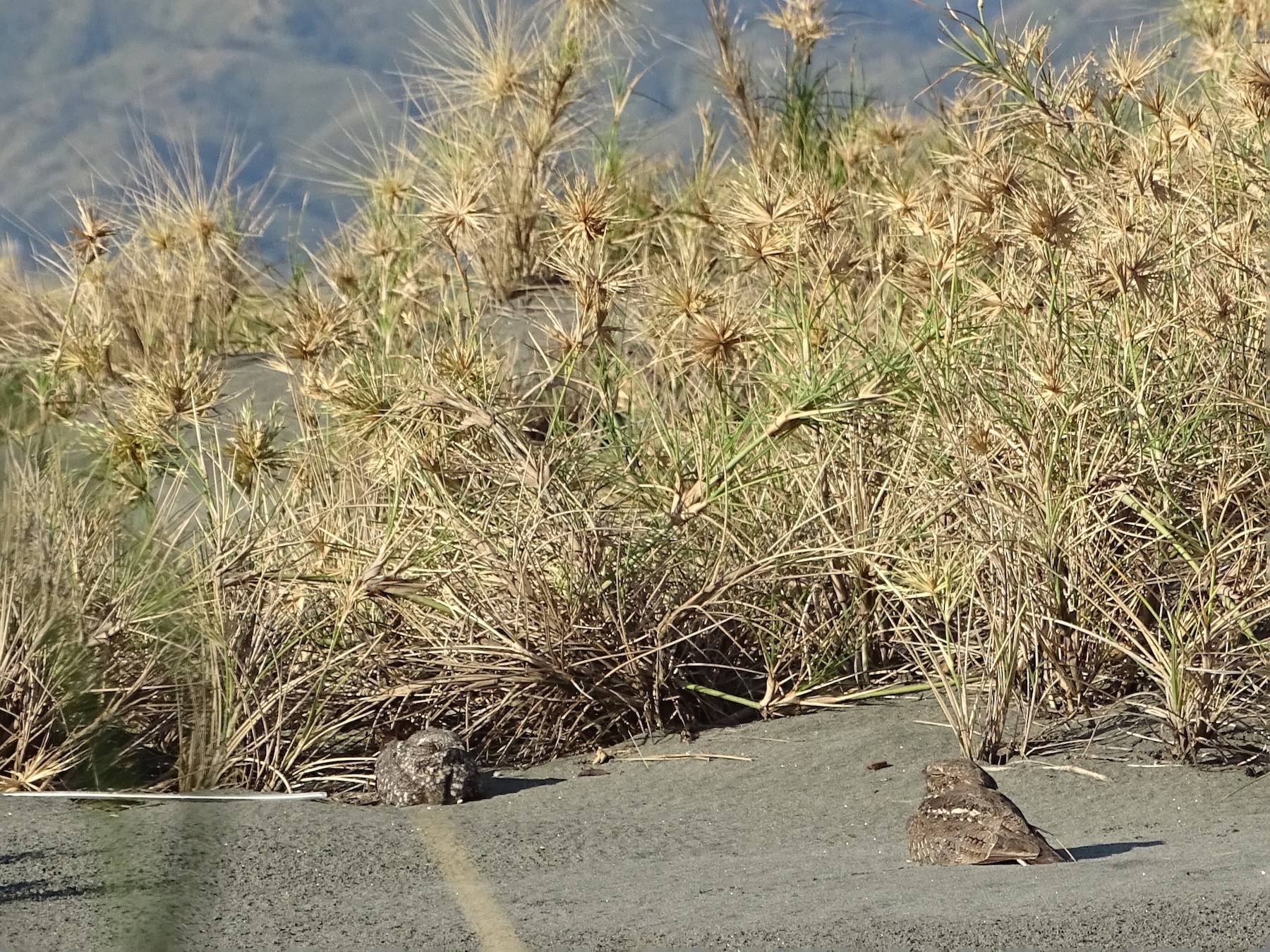 Chirruping Nightjar - eBird