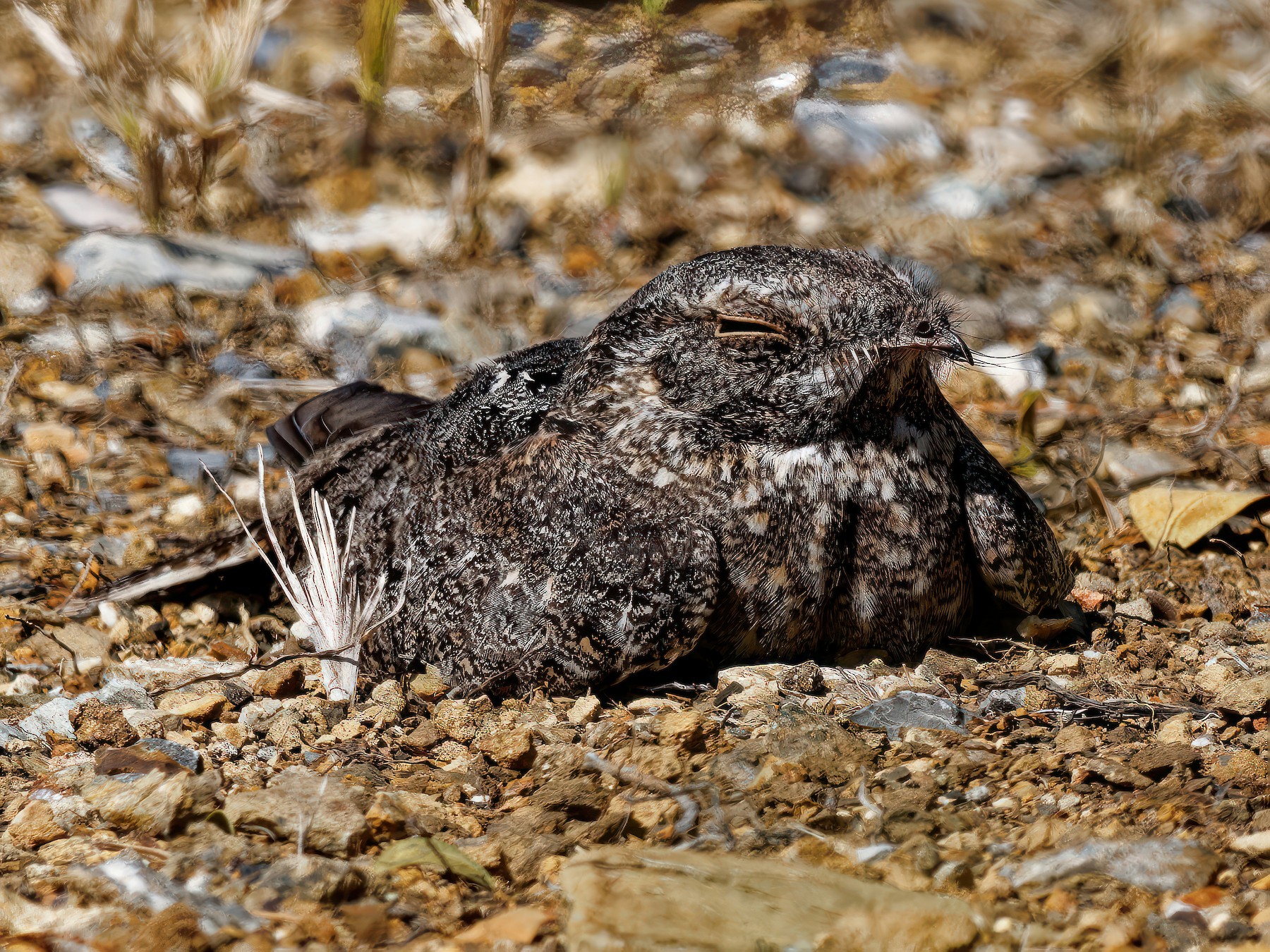 Chirruping Nightjar - eBird