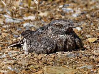 Chirruping Nightjar - eBird