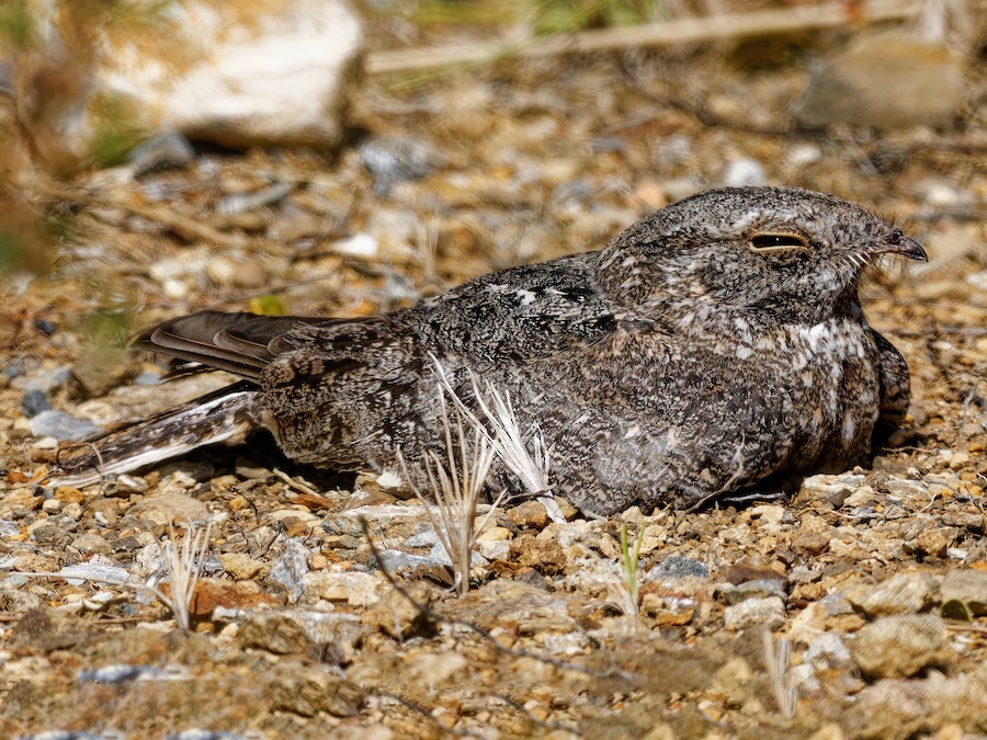 Chirruping Nightjar - eBird