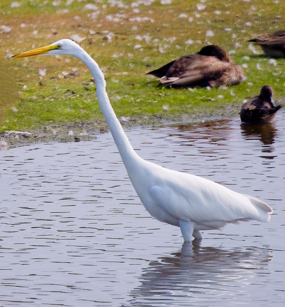 eBird Checklist - 6 Sep 2023 - Parker River NWR - 29 species