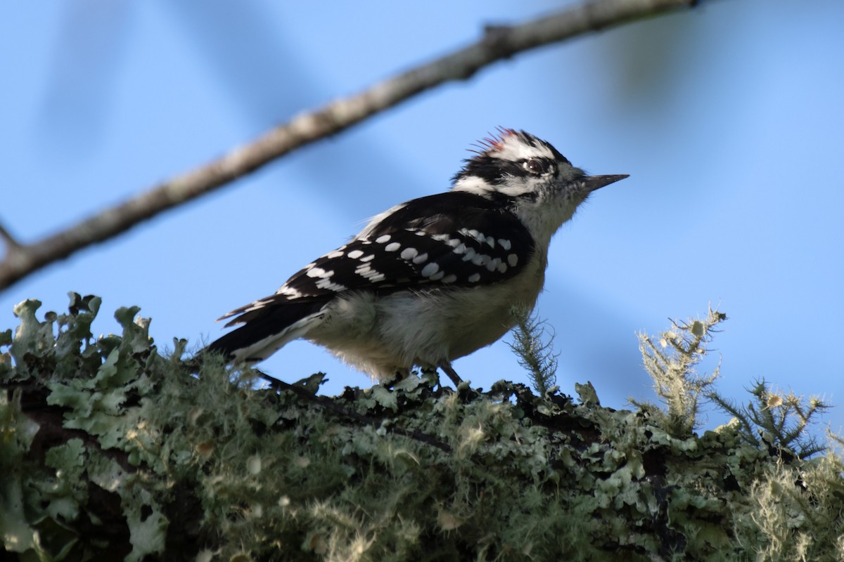eBird Checklist - 6 Sep 2023 - Trustom Pond NWR - 28 species