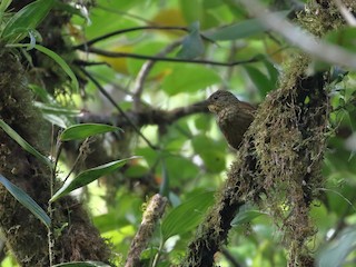 Western Woodhaunter - eBird