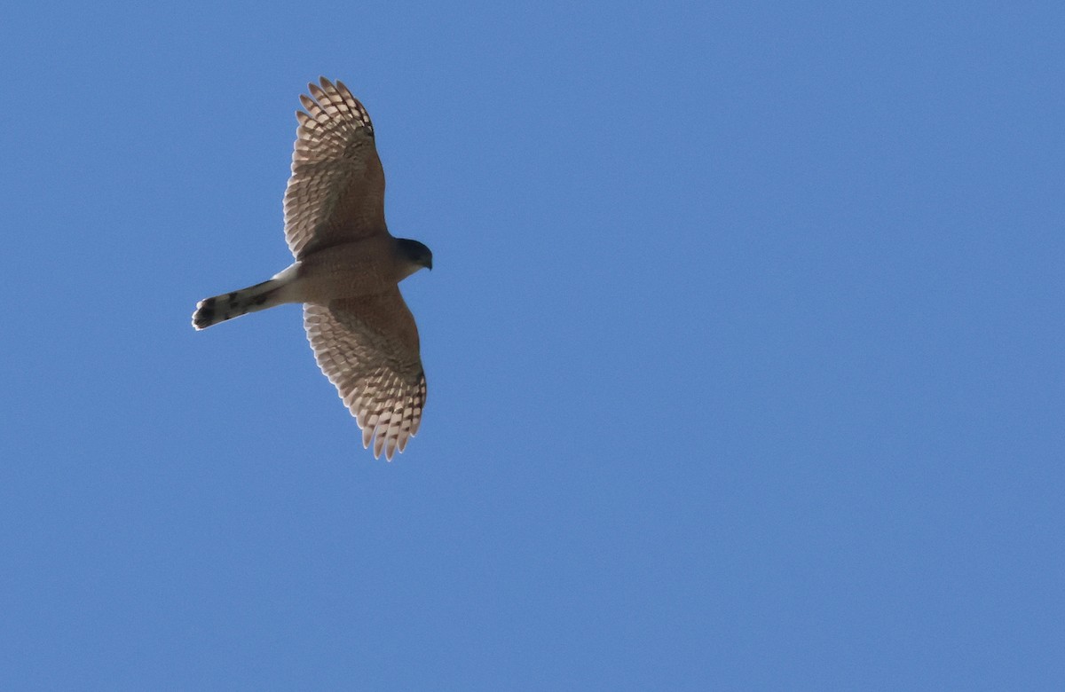 eBird Checklist - 8 Apr 2023 - Eureka House (PRIVATE) - 22 species