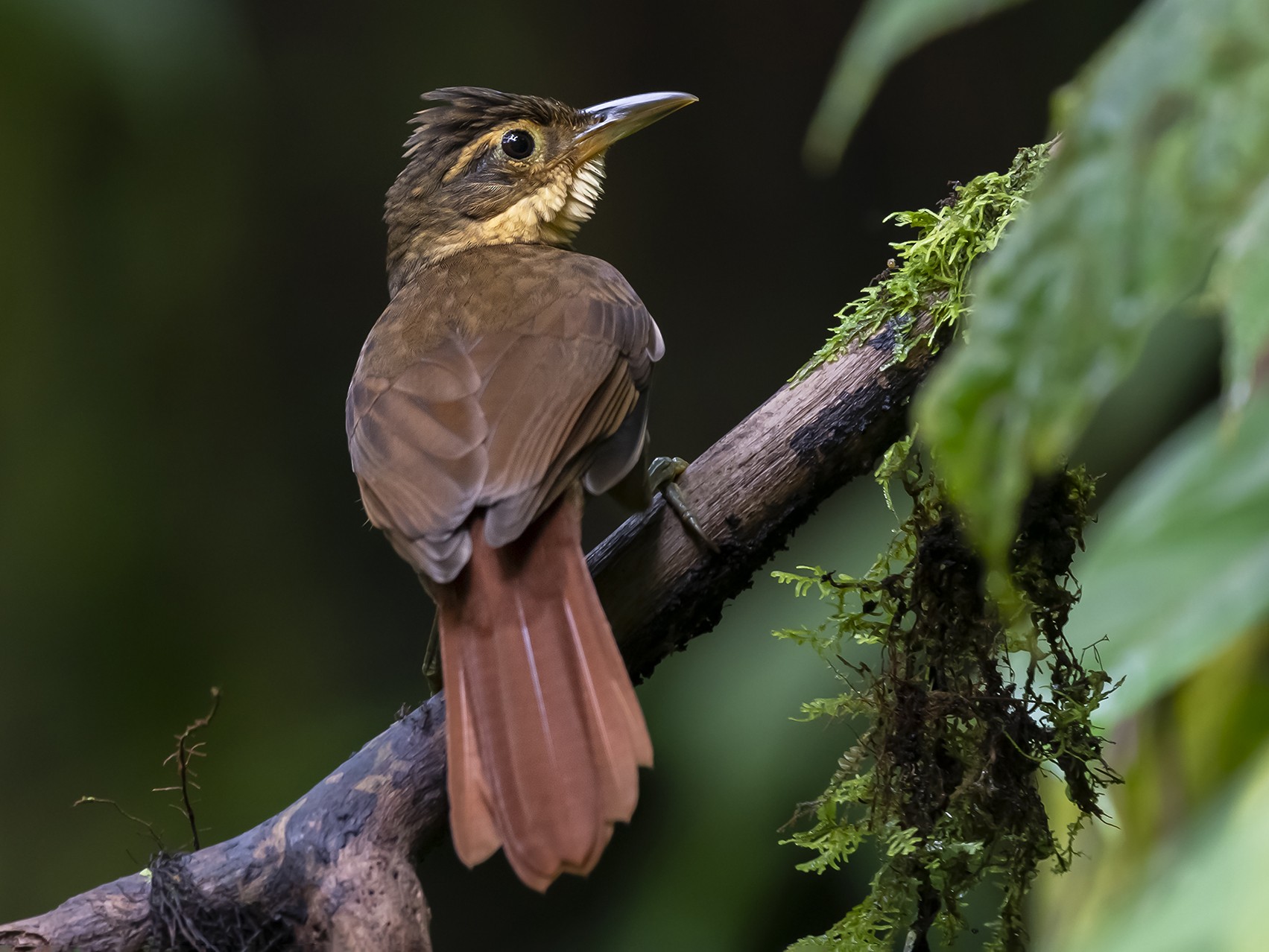 Fawn-throated Foliage-gleaner - eBird