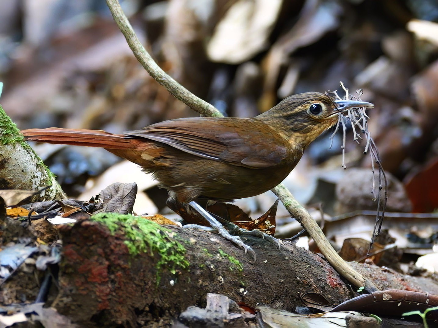 Musguero Garganta Pálida - eBird
