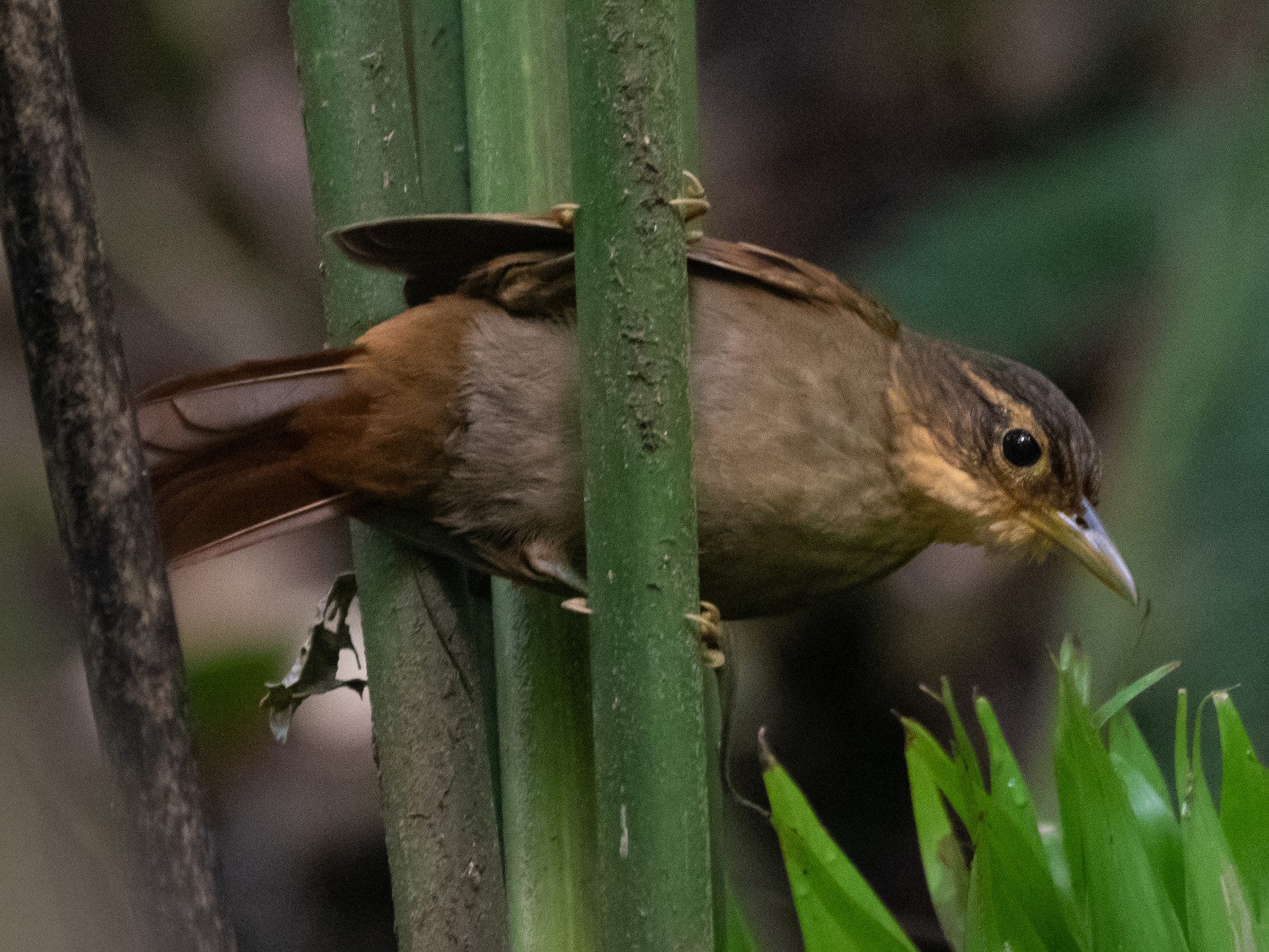 Musguero Garganta Pálida - eBird