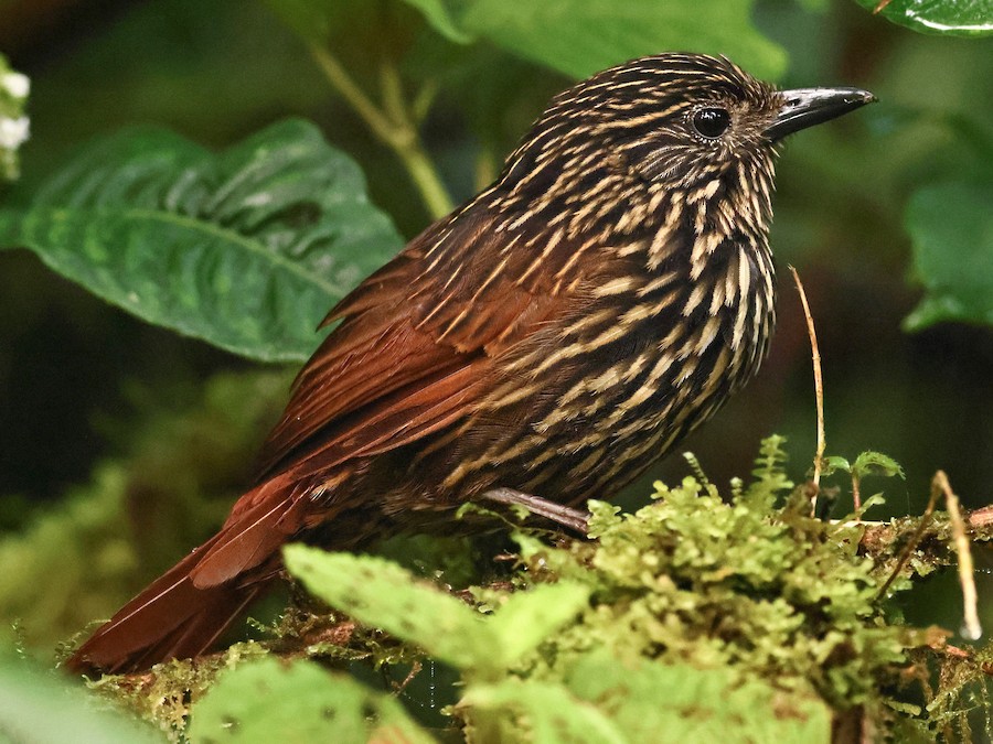 Flammulated Treehunter - eBird