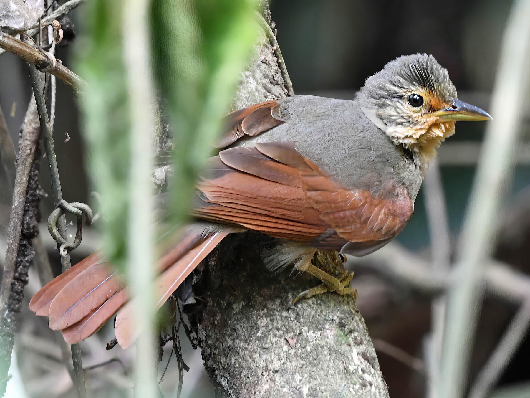 Chestnut-winged Foliage-gleaner - eBird