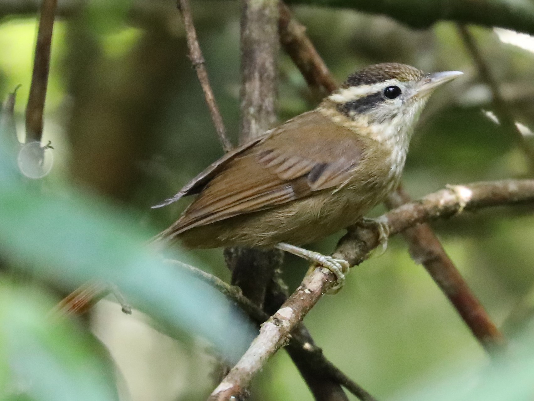 White-browed Foliage-gleaner - eBird