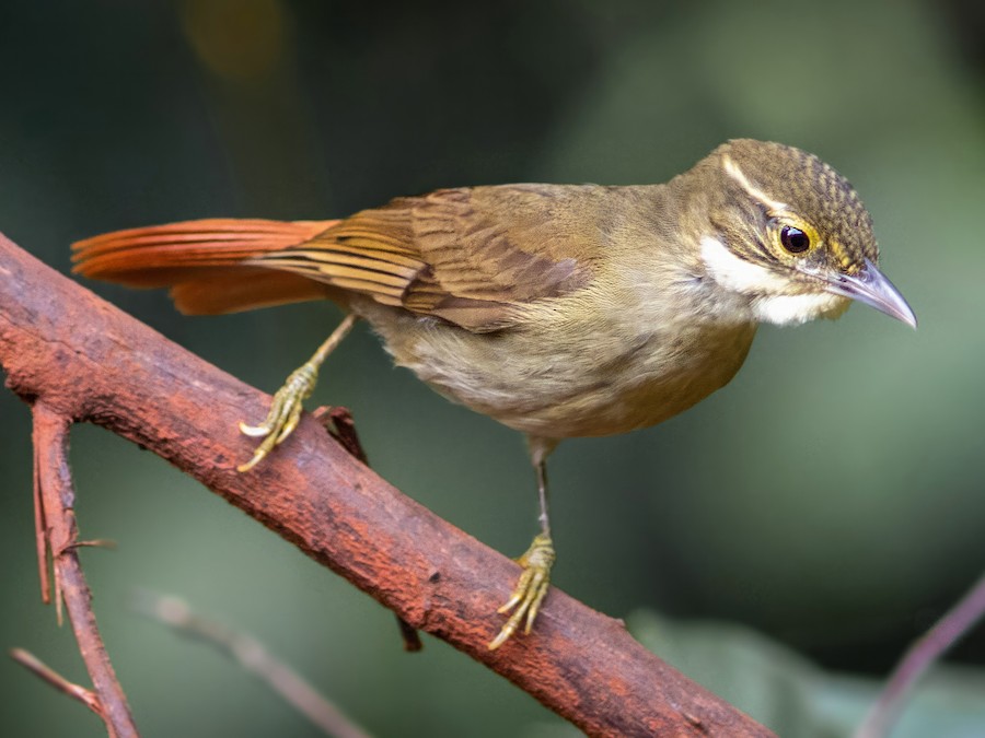Rufous-rumped Foliage-gleaner - eBird