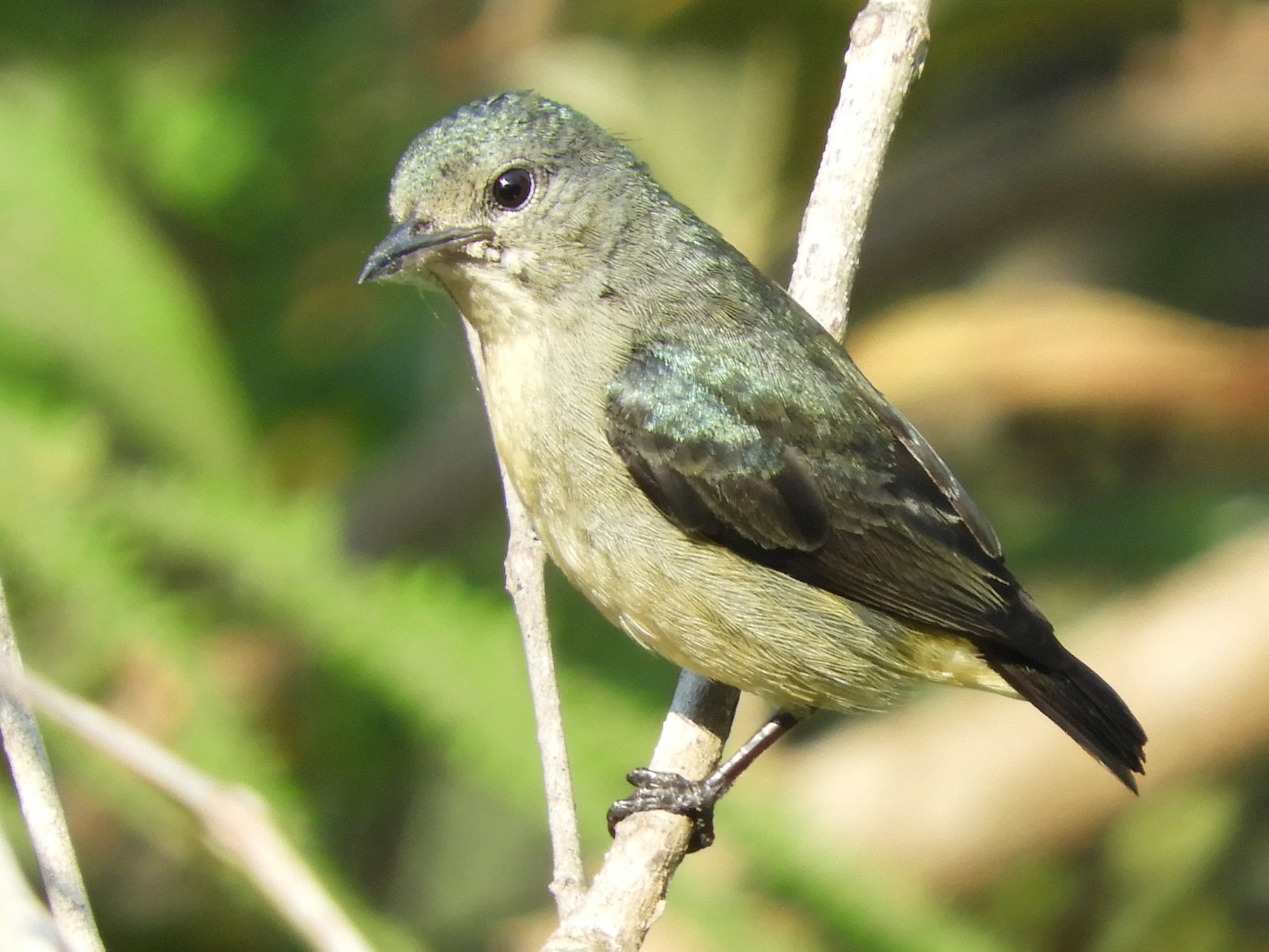 Fire-throated Flowerpecker - eBird