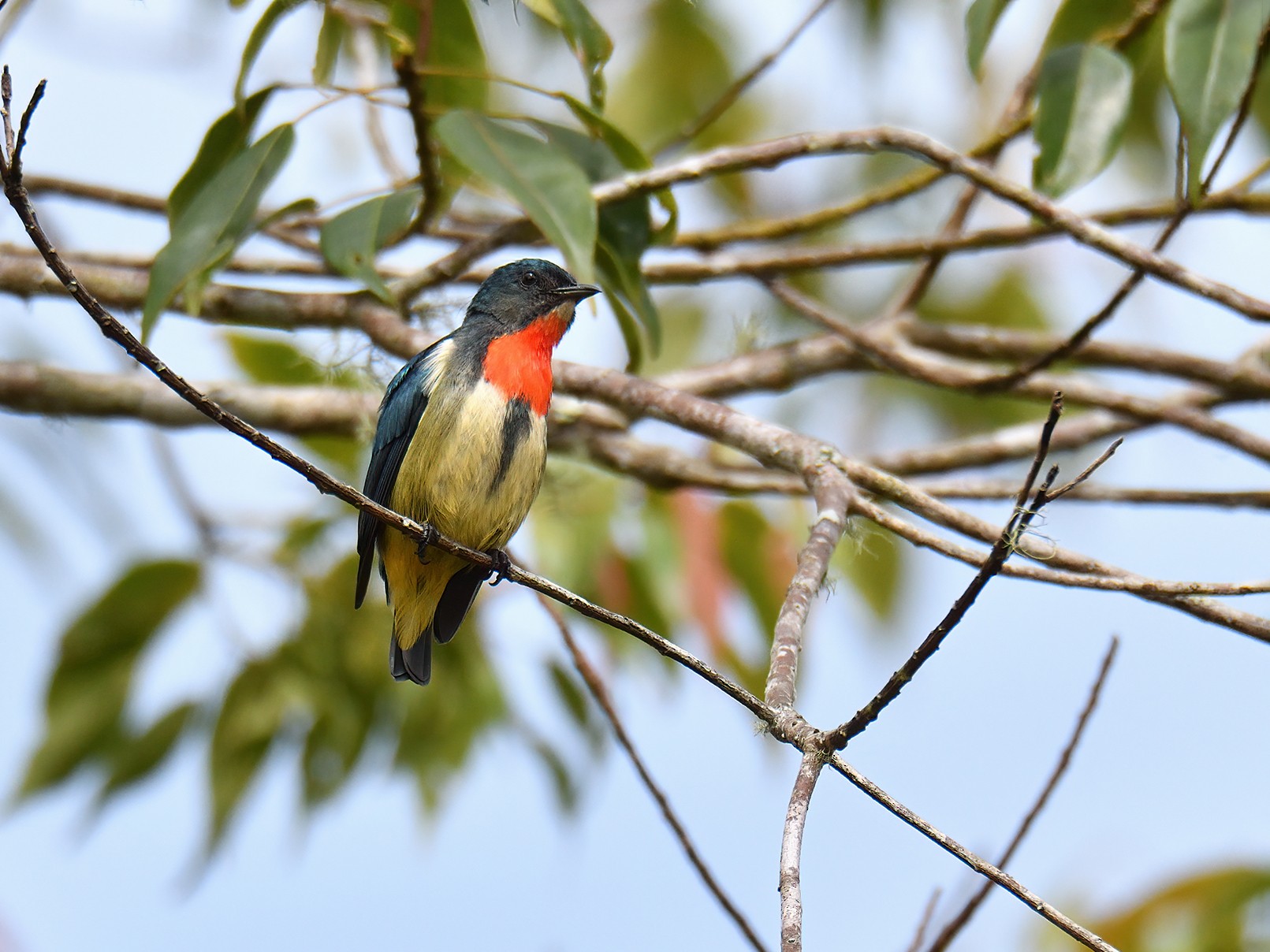 Fire-throated Flowerpecker - eBird