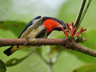 Fire-throated Flowerpecker - eBird